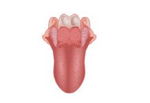Fissured Tongue : Overview, Causes, Symptoms, Treatment - illness.com