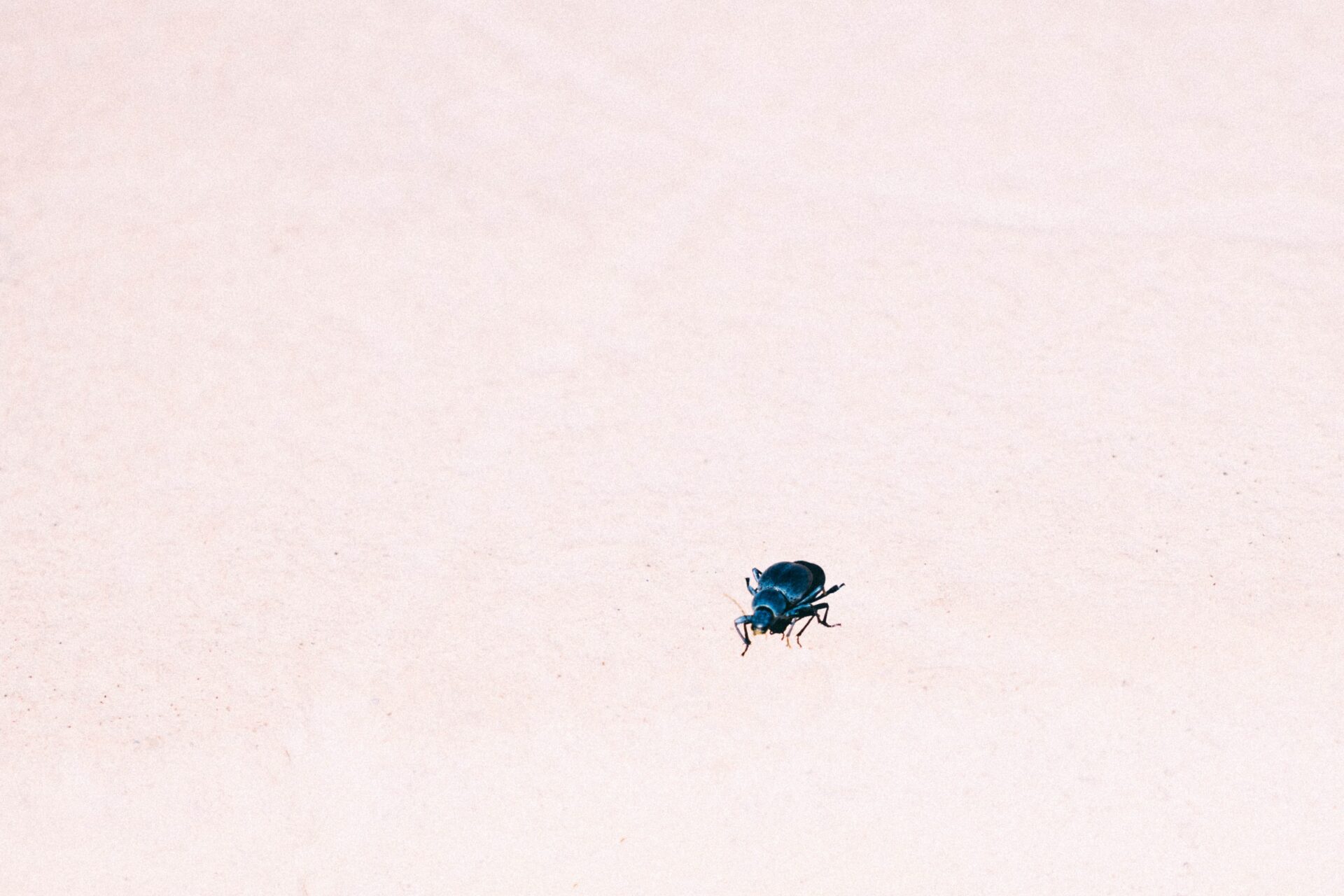 Tick Bite : Overview, Causes, Symptoms, Treatment - illness.com